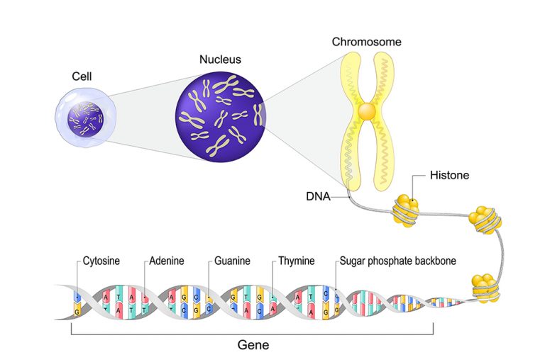 ADN: din ce este format si cum functioneaza | poliana.ro | Blog