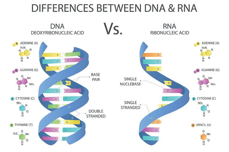 ADN: din ce este format si cum functioneaza | poliana.ro | Blog