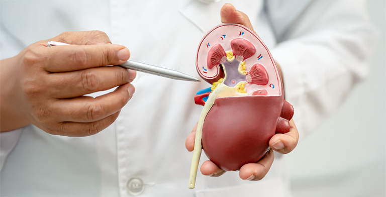 Durerile de rinichi: cauze, simptome, tratament - Policlinica Analize ...